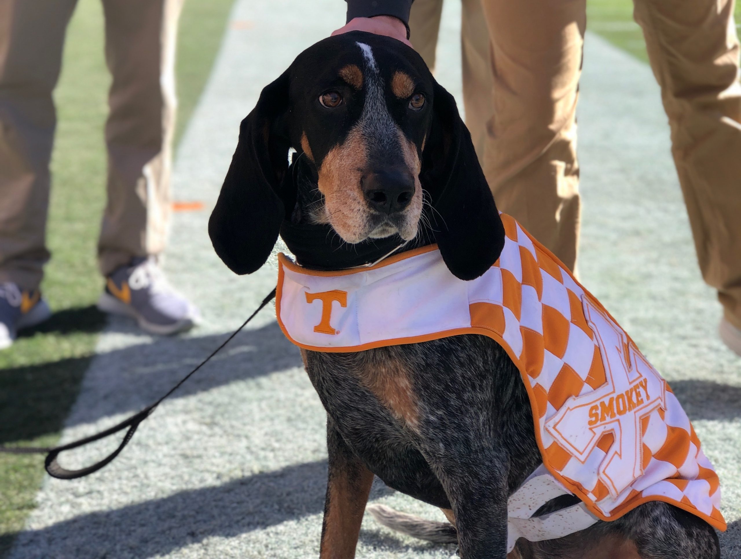Celebrating Tennessee's Smokey on National Dog Day | Rocky Top Insider